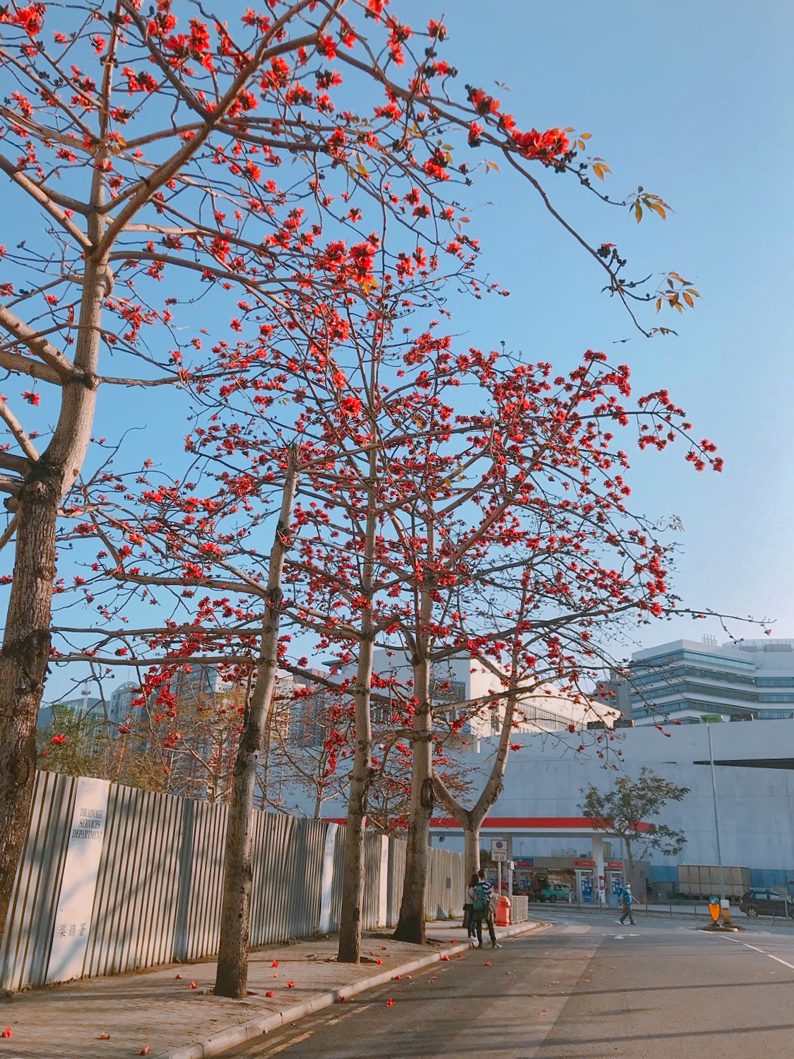 Kapok Tree Community Guided Tour | In Time Of - Nan Fung Group